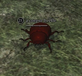 A corpse beetle | EQ2Classic Wiki | Fandom