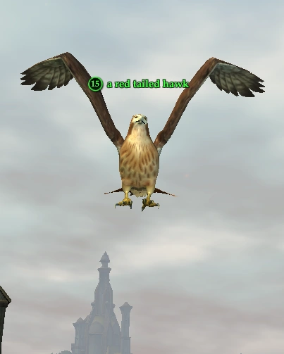 A red tailed hawk | EQ2Classic Wiki | Fandom