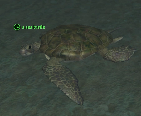 a sea turtle | EQ2Classic Wiki | Fandom