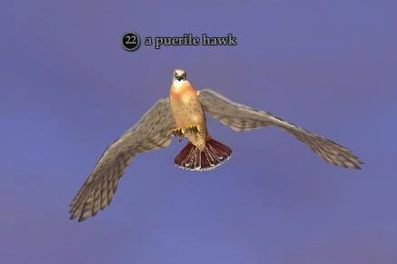 A puerile hawk | EQ2Classic Wiki | Fandom
