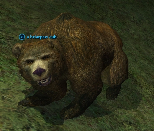 A briarpaw cub | EQ2Classic Wiki | Fandom