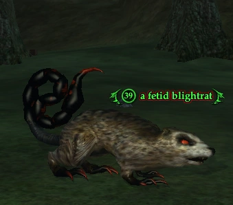 A fetid blightrat | EQ2Classic Wiki | Fandom