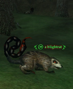 A blightrat | EQ2Classic Wiki | Fandom