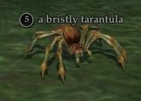 A bristly tarantula | EQ2Classic Wiki | Fandom