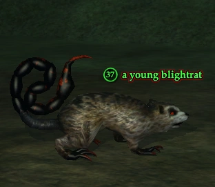 A young blightrat | EQ2Classic Wiki | Fandom