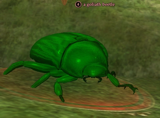A goliath beetle | EQ2Emulator Classic Wiki | Fandom