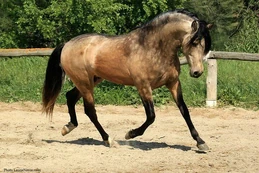 Isabelle/Bunckskin (robe) | Wiki Des fans d'Équitation | Fandom