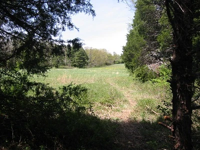 Wolf Plaza/Meadow/Worn Out Path | EraVerse Wiki | Fandom