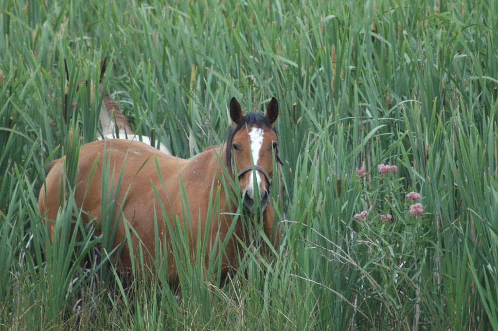 Monok En | Ersos Wiki | Fandom