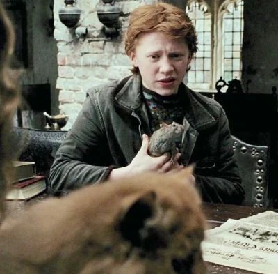 Crookshanks | Harry Potter Wiki | Fandom