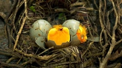 Snidget dorado | Harry Potter Wiki | Fandom