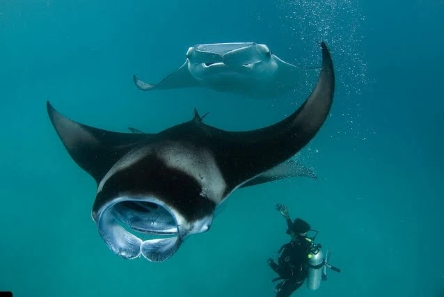 Mantarraya | Wiki Espacio Oceanico | Fandom