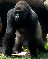 Neo-Gorilas | Especies Alienígenas Wiki | Fandom