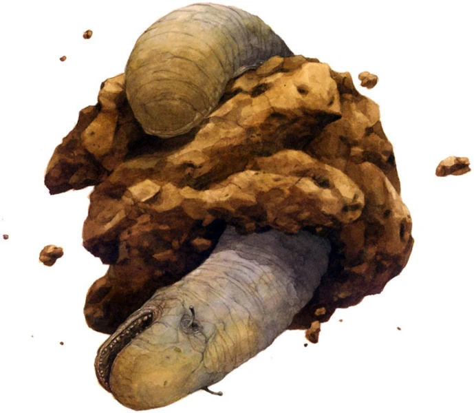 Exogorth | Especies Alienígenas Wiki | Fandom