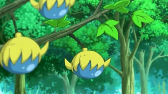 Baya Pasio | Pokémon Wiki | Fandom