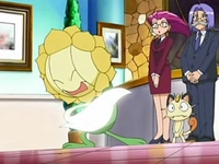Corte | Pokémon Wiki | Fandom
