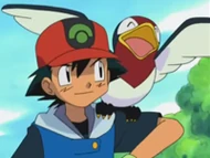 Swellow de Ash | Pokémon Wiki | Fandom