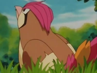 Pidgeot de Ash | Pokémon Wiki | Fandom