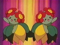 Belle y Bella | Pokémon Wiki | Fandom
