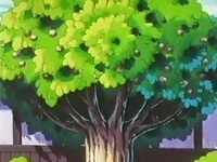 Bonguri | Pokémon Wiki | Fandom