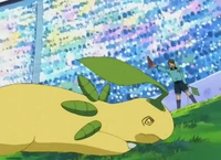 Bayleef de Ash | Pokémon Wiki | Fandom