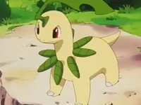 Bayleef de Ash | Pokémon Wiki | Fandom