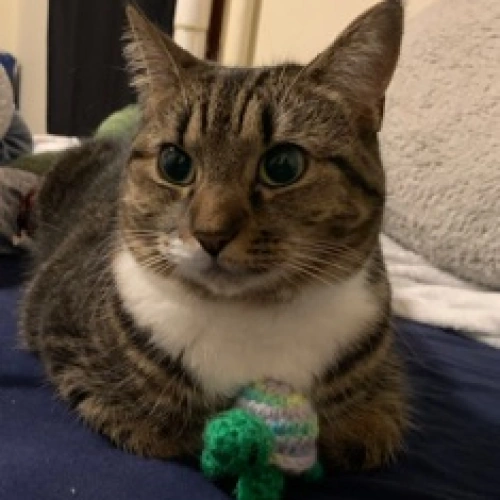 Ben | Essix's ORGs Wiki | Fandom