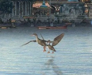 Pato | Star Wars Wiki | Fandom