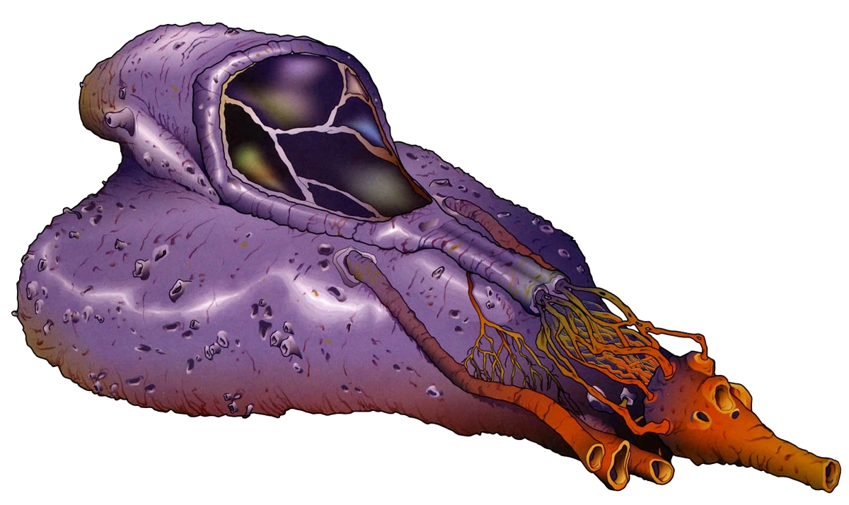 Coral yorik | Star Wars Wiki | Fandom