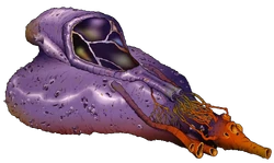 Coral yorik | Star Wars Wiki | Fandom