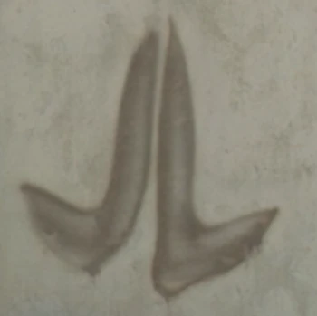 Trancos Kintanos | Star Wars Wiki | Fandom