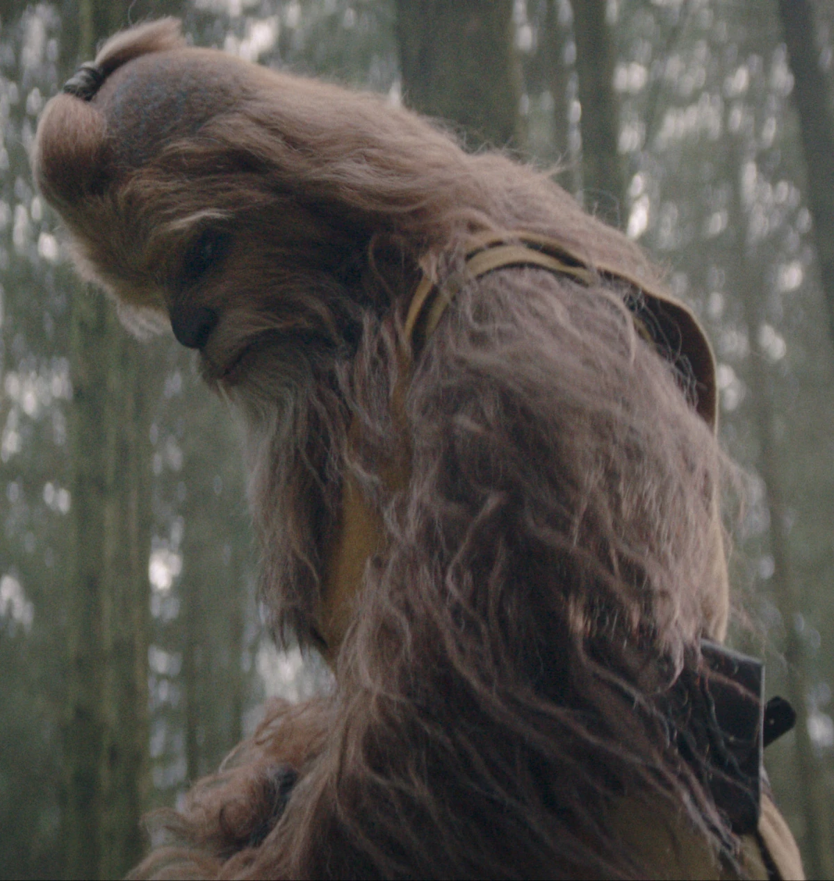 Kelnacca | Star Wars Wiki | Fandom