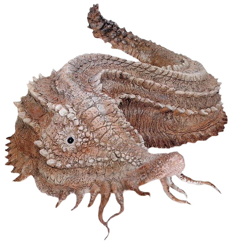 Babosa de duracreto | Star Wars Wiki | Fandom