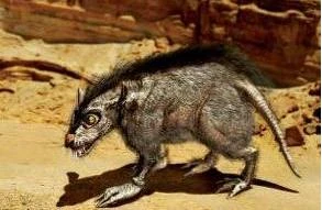 Rata womp | Star Wars Wiki | Fandom