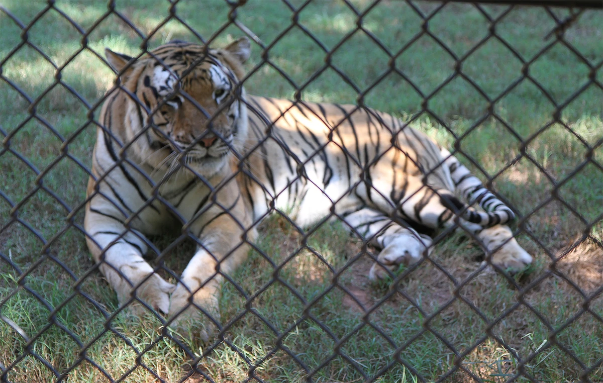 Tiger | Esteem Education Wiki | Fandom