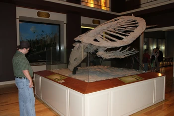 Mayborn Museum Complex | Esteem Education Wiki | Fandom