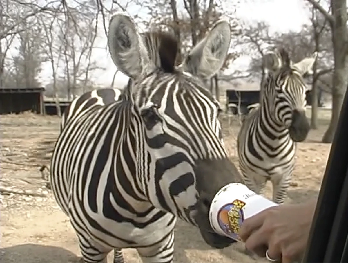 Zebras | Esteem Education Wiki | Fandom