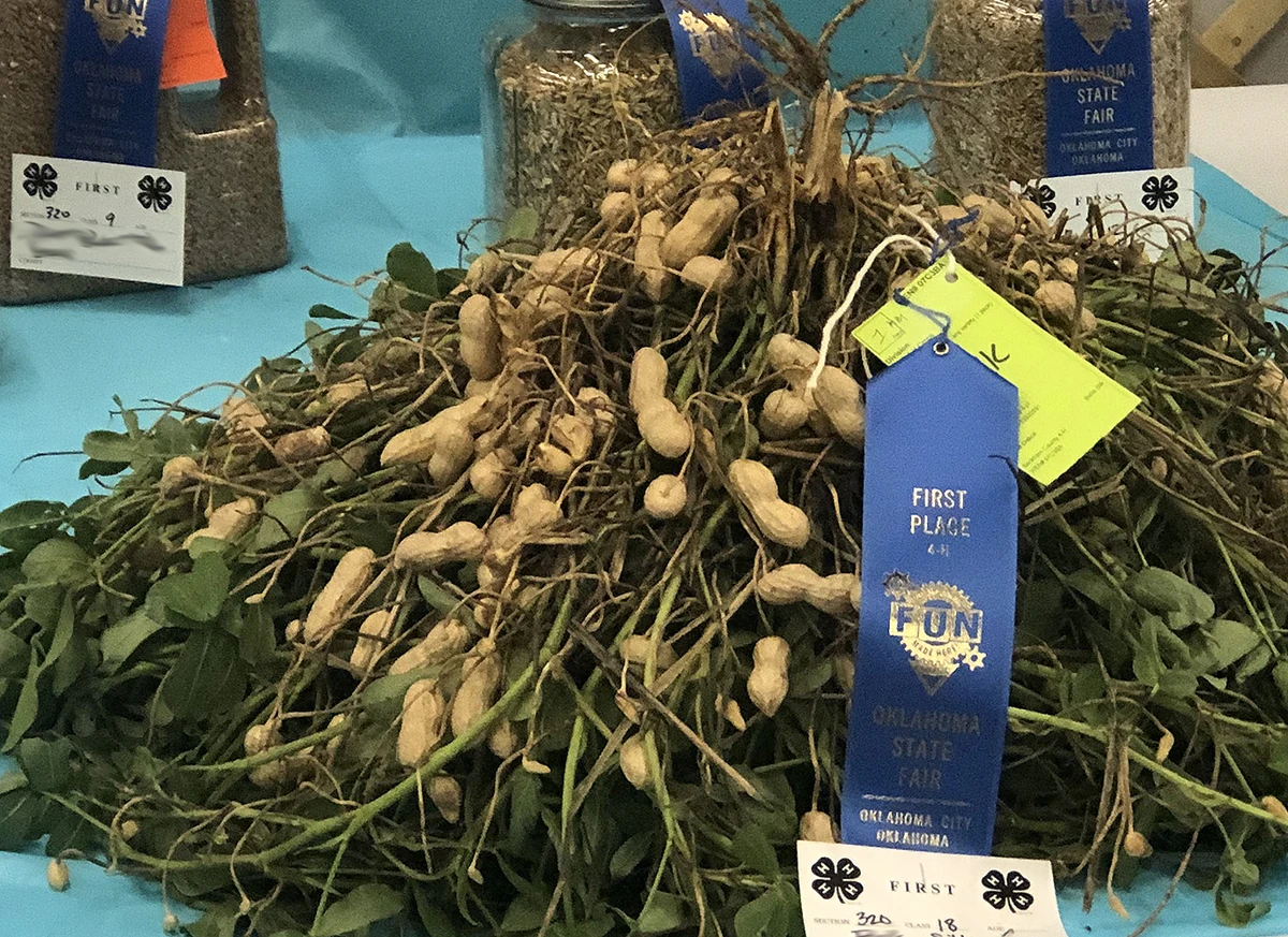 Peanuts (food) | Esteem Education Wiki | Fandom