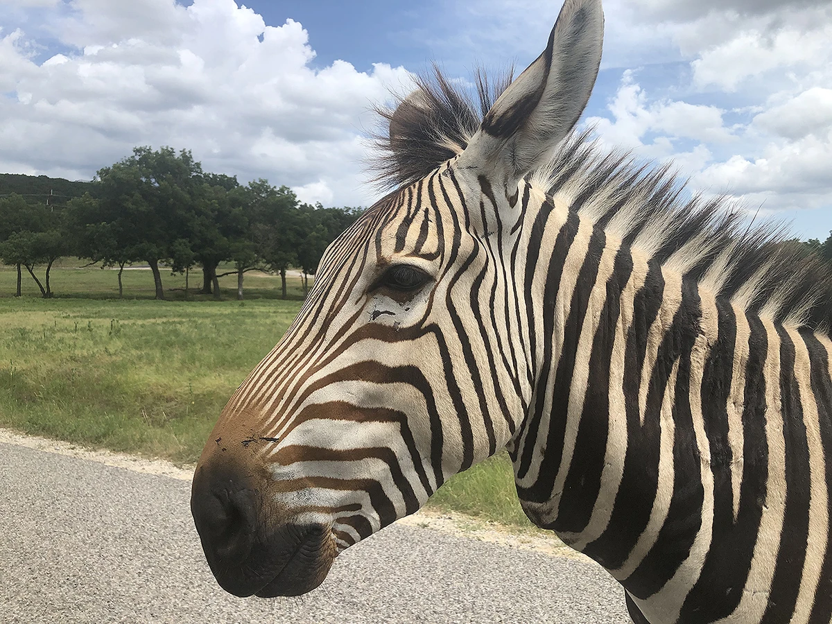 Fossil Rim Wildlife Center | Esteem Education Wiki | Fandom