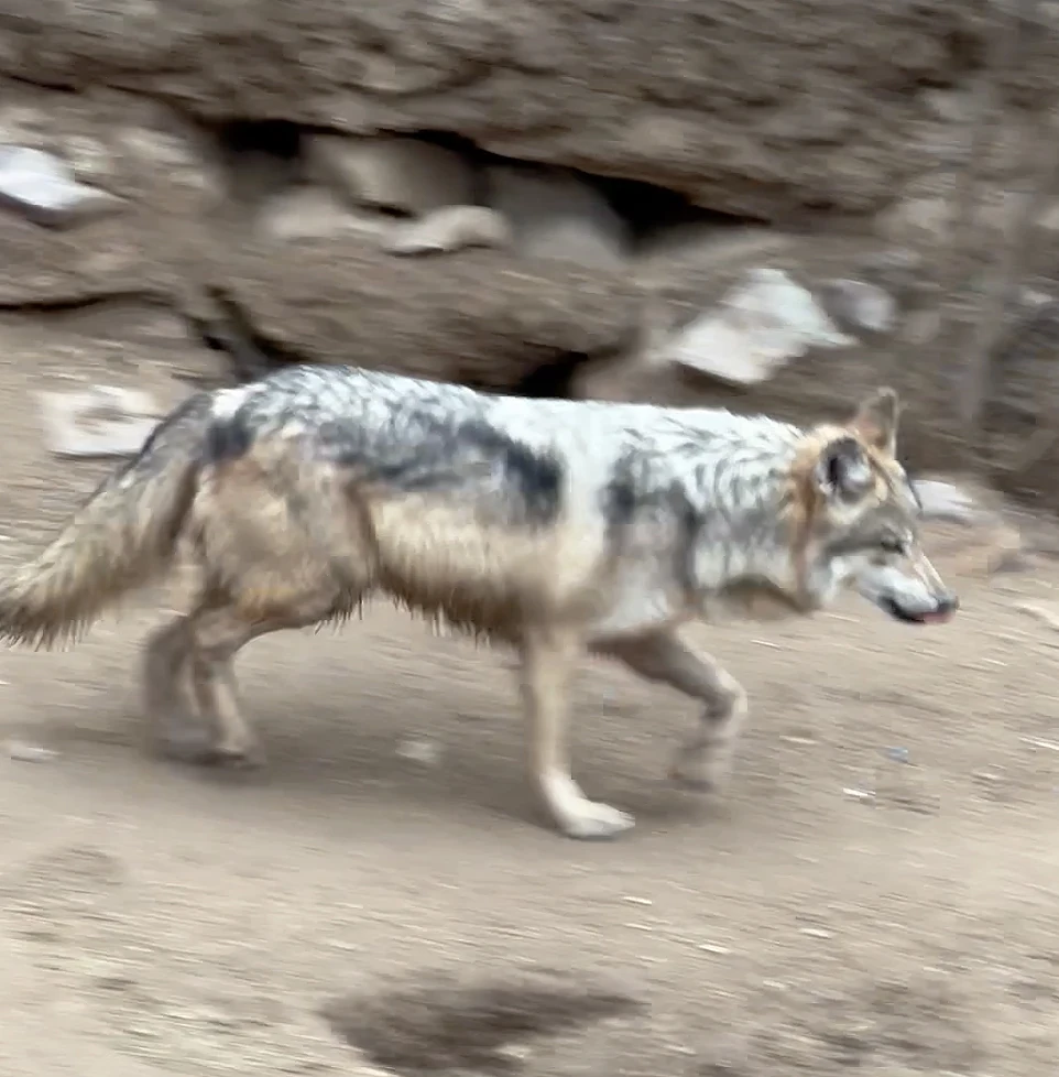 Wolf | Esteem Education Wiki | Fandom