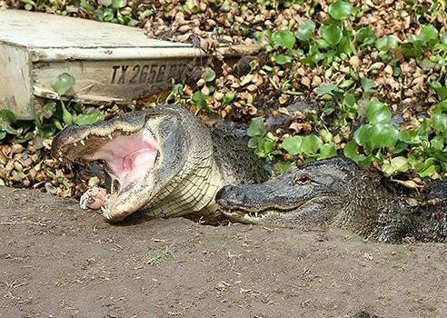 Alligator | Esteem Education Wiki | Fandom