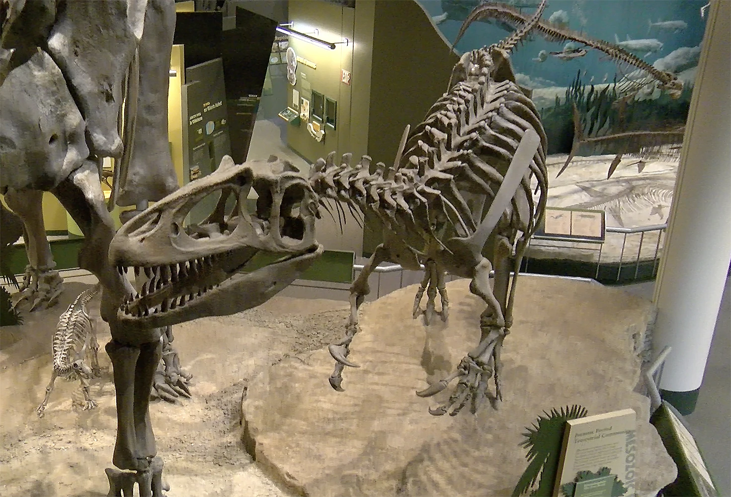 Endordovician Extinction Sam Noble Museum Sam Noble Oklahoma Museum Of