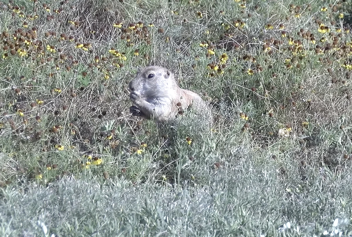 Prairie Dog | Esteem Education Wiki | Fandom