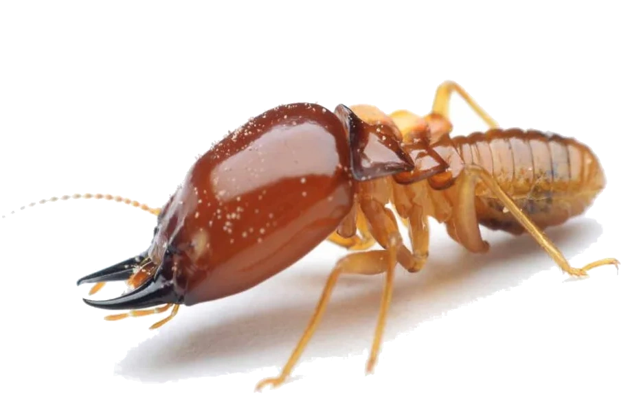 Termita | Estelares Wiki | Fandom