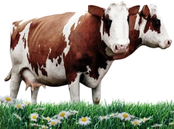 Vaca aurorana | Estelares Wiki | Fandom