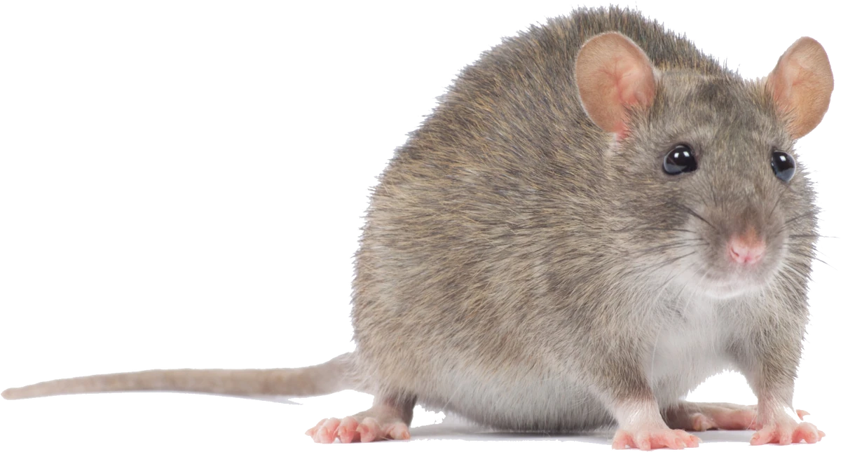 Ratón | Estelares Wiki | Fandom