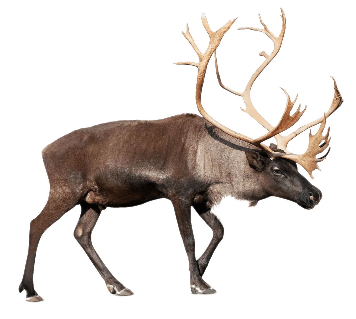 Reno | Estelares Wiki | Fandom