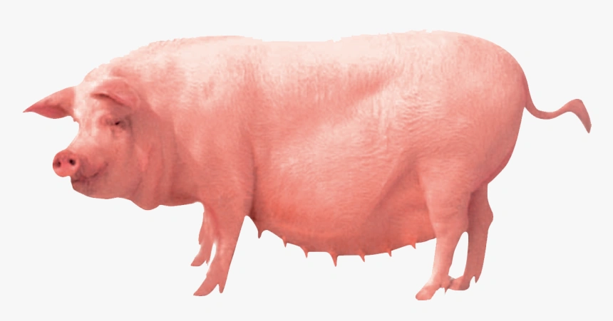 Cerdo | Estelares Wiki | Fandom