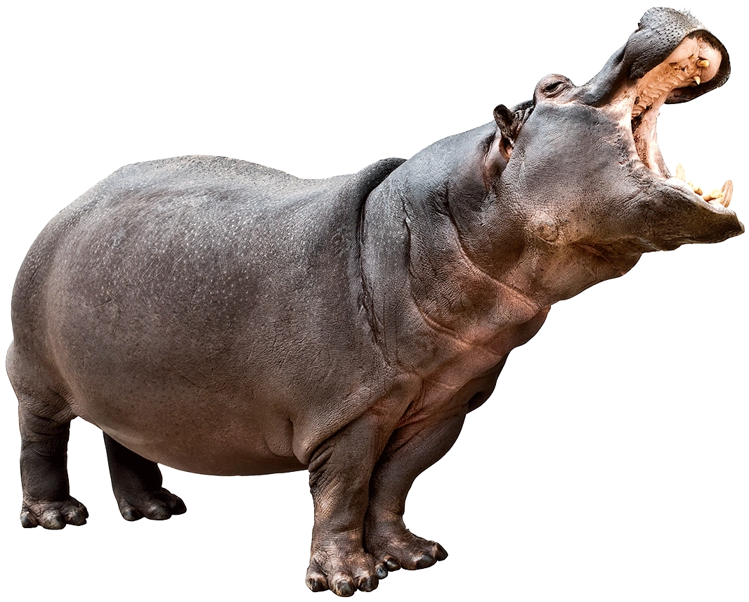 Hipopótamo | Estelares Wiki | Fandom