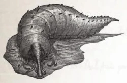 Larva Mental Q'Orl | Wikihammer 40k | Fandom